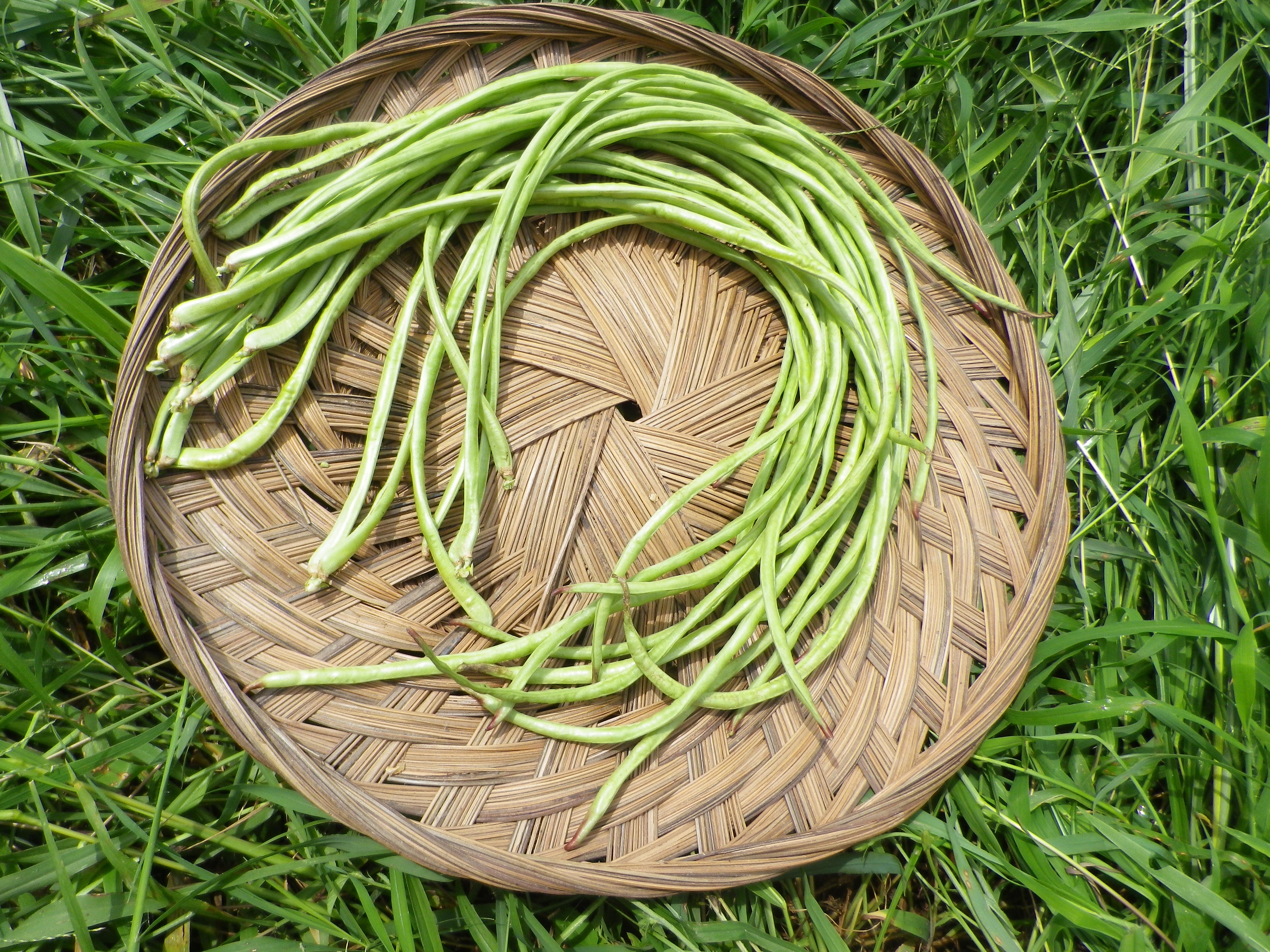 Taiwan Black Asparagus (Yardlong) Bean
