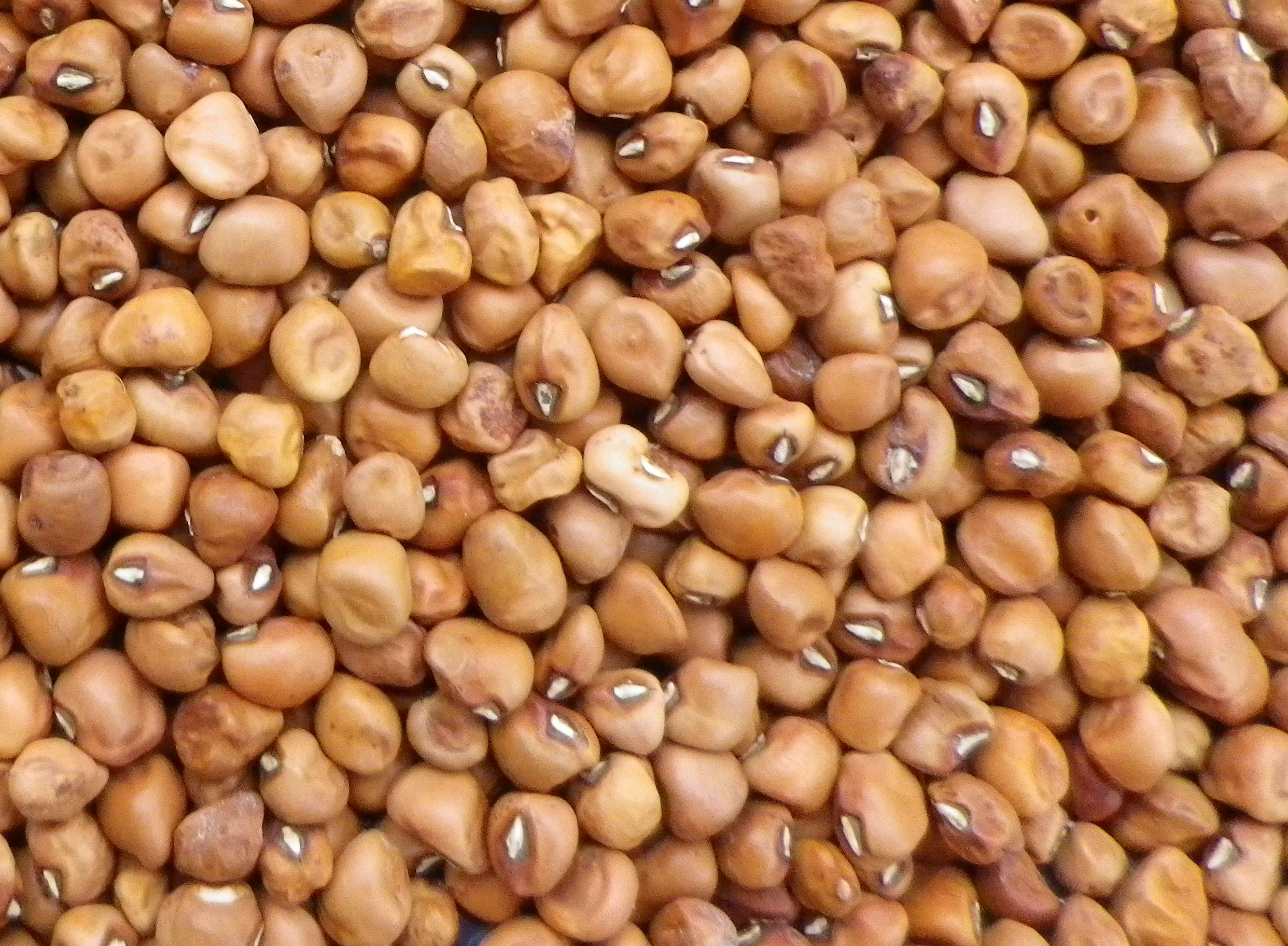 Colossus 80 Southern Pea (Cowpea)