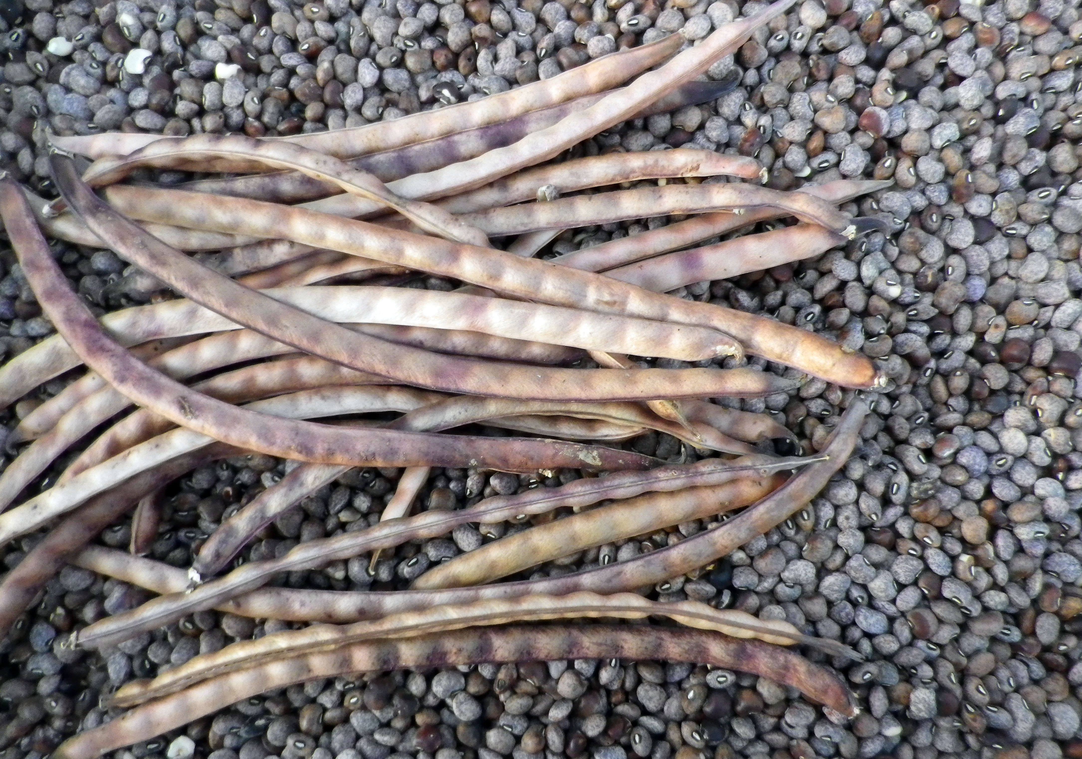 Speckled Graham Southern Pea (Cowpea)